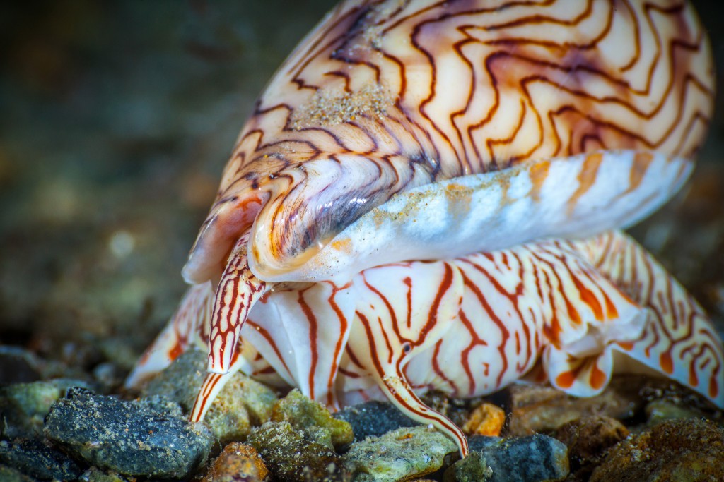 Day 477, Amoria undulata – Wetshutter Photo Collection